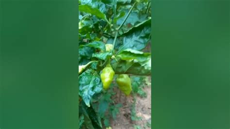 Nai Miris Farming නයි මිරිස් වගාව How To Grow Nai Miris නයි මිරිස් වගා කරන ආකාරය Nai Miris Youtube