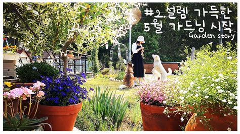 정원 이야기 2편 4k Korean Garden 5월 첫째주의 정원모습 장미 가지치기다알리아 심기 해바라기메리골드