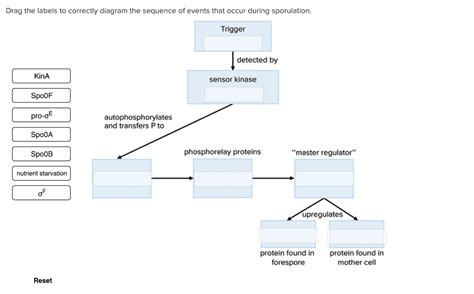 Solved Drag The Labels To Correctly Diagram The Sequence Of