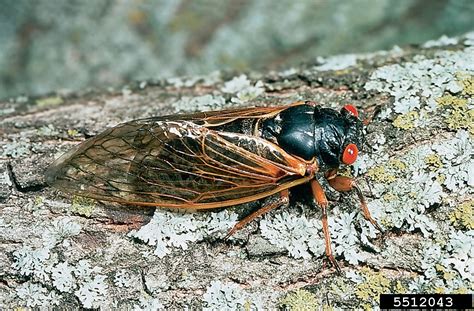 Robust Cicada