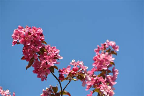Beautiful Trees With Red Leaves All Year Around Crate And Basket