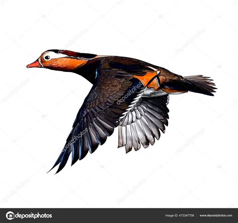 Mandarin Duck Flying