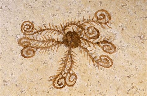 Fossil Crinoid Germany License Image 70141122 Lookphotos