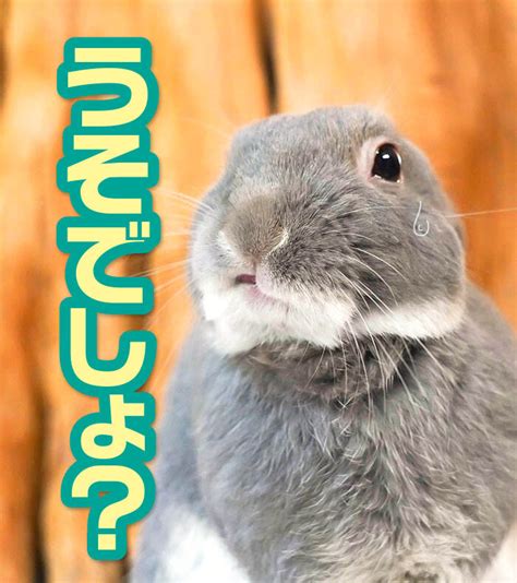 食欲にスイッチ！│うさぎのふうた