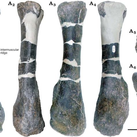 Susannah Maidment Researcher Phd Cantab Natural History Museum London London