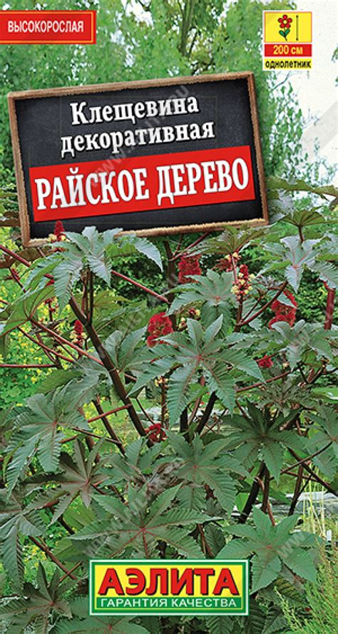 Райское дерево растение (59 фото)