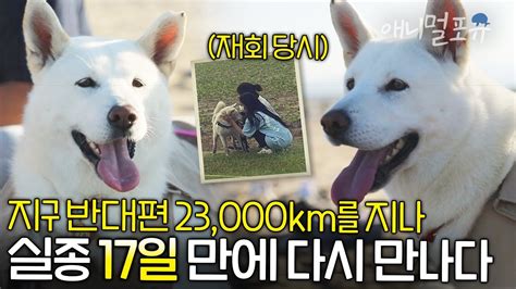“임보 후 입양 보냈다가 실종 ” 지구 반대편 바다를 건너 17일 만에 보호자와 다시 만난 개 Kbs 단짝 230930 방송 Youtube