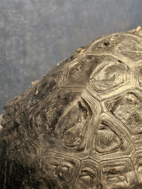 Shedding Shell Rot R Turtles