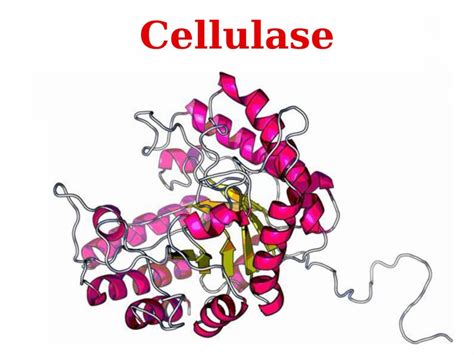 Ứng Dụng Enzyme Trong Sản Xuất Thực Phẩm Cách Mạng Công Nghệ Và Tương
