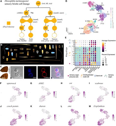 The Molecular Basis Of Scale Development Highlighted By A Single Cell