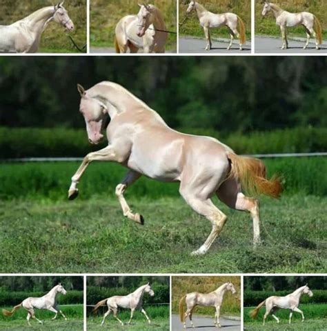 11 Rare Photos Of Hairless Horses Cute Alert