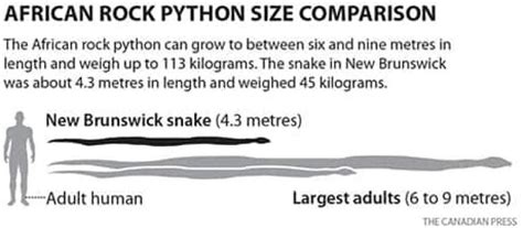 Babes In Python Case Lived Life To A Maximum CBC News