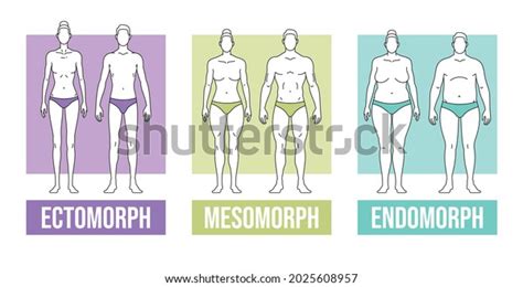 Ectomorph Mesomorph Endomorph