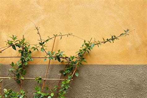 파스텔 노란색 벽 배경에 대한 나무 장식 그리드에 아이비 등반 공장 녹지 와 원예 개념 시골 벽지 텍스트 공간 0명에 대한 스톡 사진 및 기타 이미지 Istock