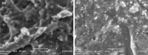 Sem Microstructure Analysis A Control Film And B Reinforced Film Download Scientific