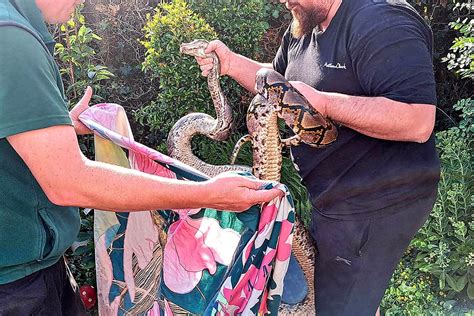 Grandfather Attacked By 11ft Python That Slithered Through Conservatory Window United Arab