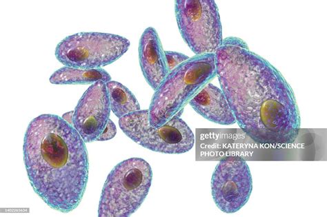 Toxoplasma Gondii Parasites Illustration High Res Vector Graphic