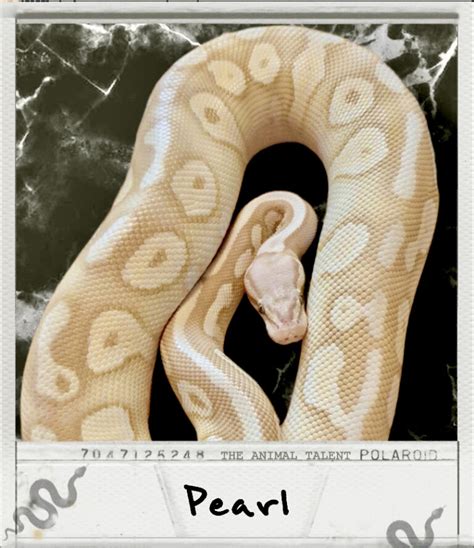 Pearl Ball Python The Animal Talent Ltd