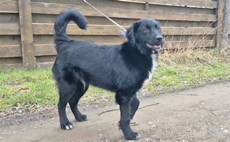Jack Aus Bistrita Rumänien Sucht Ein Neues Zuhause