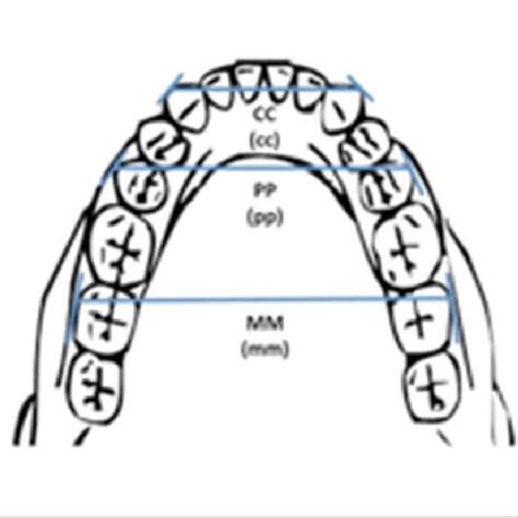 Schematic Illustration Linear Measurements Download Scientific Diagram