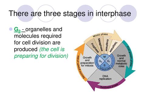 Why Do Cells Divide P Ppt Download