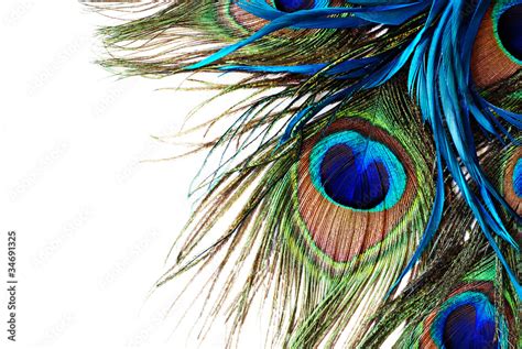 Peacock Feather Wall Mural Wallpaper