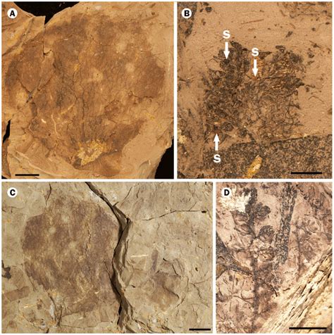 Free Floating Aquatic Macrophyte Components From The Cañ Adó N Del
