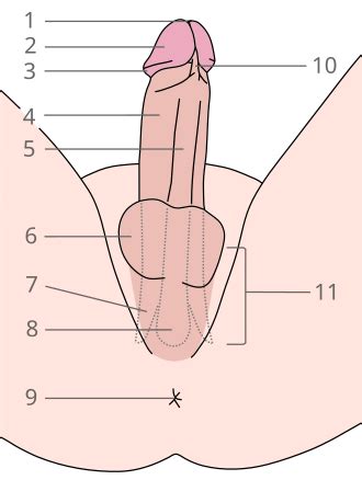 Root Of Penis Wikipedia