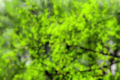 Green Tree Background Stock Photos Images And Backgrounds For Free Download