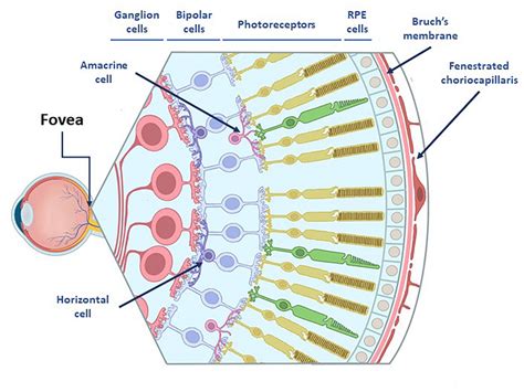 Representation Of The Eye Anatomy The Retina Consists On 3 Nuclear