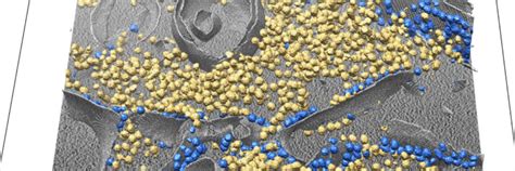 Deep Learning Improves Macromolecule Identification In 3d Cellular Cryo