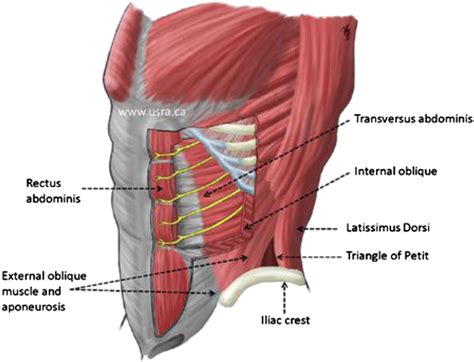 Anatomie Du Muscle Transverse Muscle Transverse Anatomie Anatomique