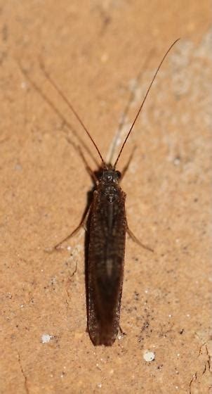 Hydropsyche Bugguidenet