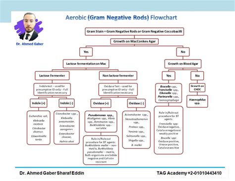 ️ Gram Negative Bacilli Ahmed Gaber Sharaf Eddin