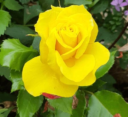 Flores Bellas Rosas