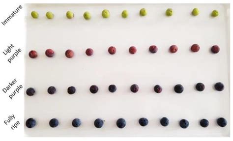 Mdpi Horticulturae On Linkedin Correlation Between Destructive And Non Destructive Measurements Of…