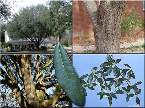 Common Texas Trees And Shrubs Flashcards Quizlet