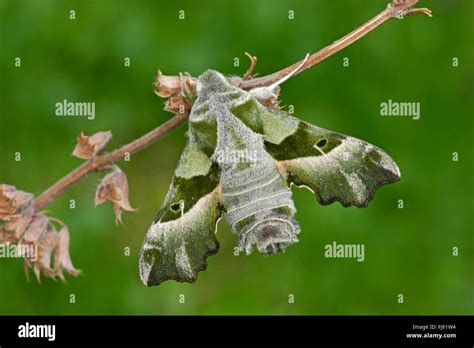 Sphinx Moth