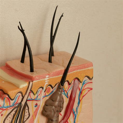 The Hair Follicle Microenvironment New Research On Hair Growth