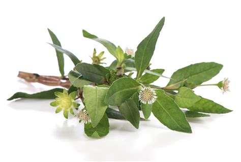 Eclipta Prostrata Leaf Extract Ingredient Aveda