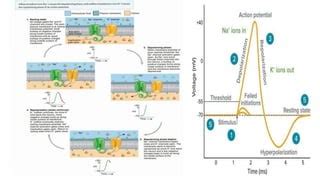 Action Potentials Pptx Phases Of Action Potentials Resting Phase De Polarization Phase