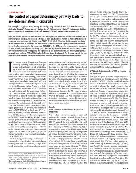 Pdf The Control Of Carpel Determinacy Pathway Leads To Sex