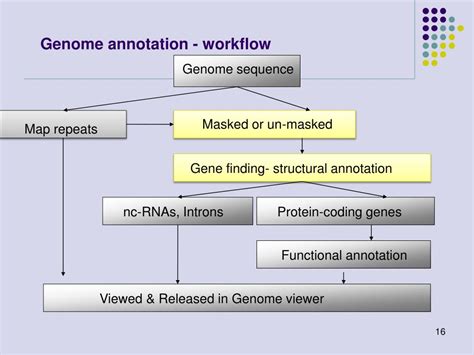 Ppt Genome Annotation Powerpoint Presentation Free Download Id 4776252