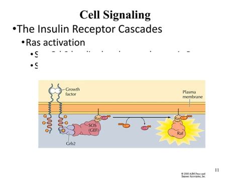 Endocrine Signaling Ppt