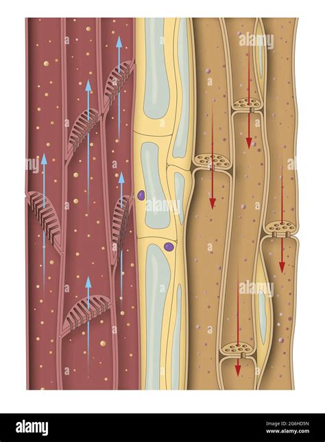 Tracheids Name The Different Types Of Tracheids