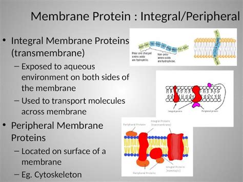 PPTX Membrane Protein Integral Peripheral Integral Membrane Proteins Transmembrane
