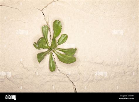 Weed Growing Crack Wall Stock Photo Alamy