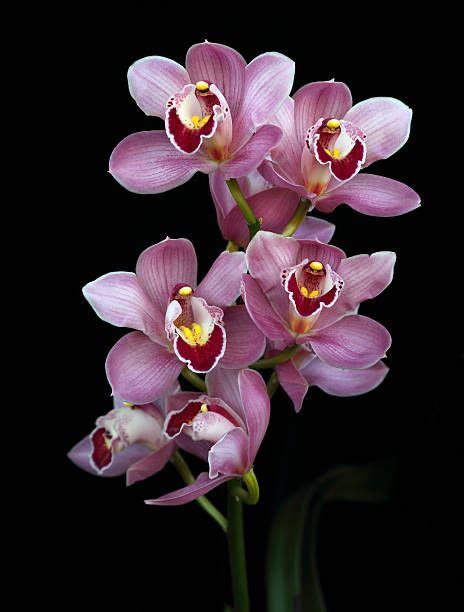 872 Cymbidium Orchids Photos And Premium High Res Pictures Getty