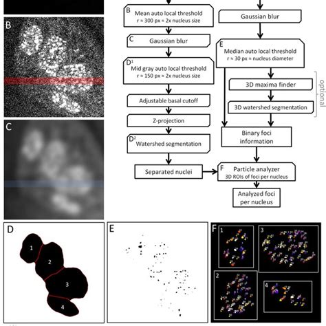 flow chart demonstrating the main steps of the focan algorithm download scientific diagram