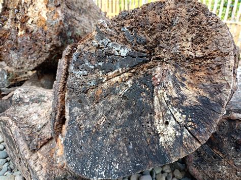 Teak Tree Wood Grain Texture 38838415 Stock Photo At Vecteezy